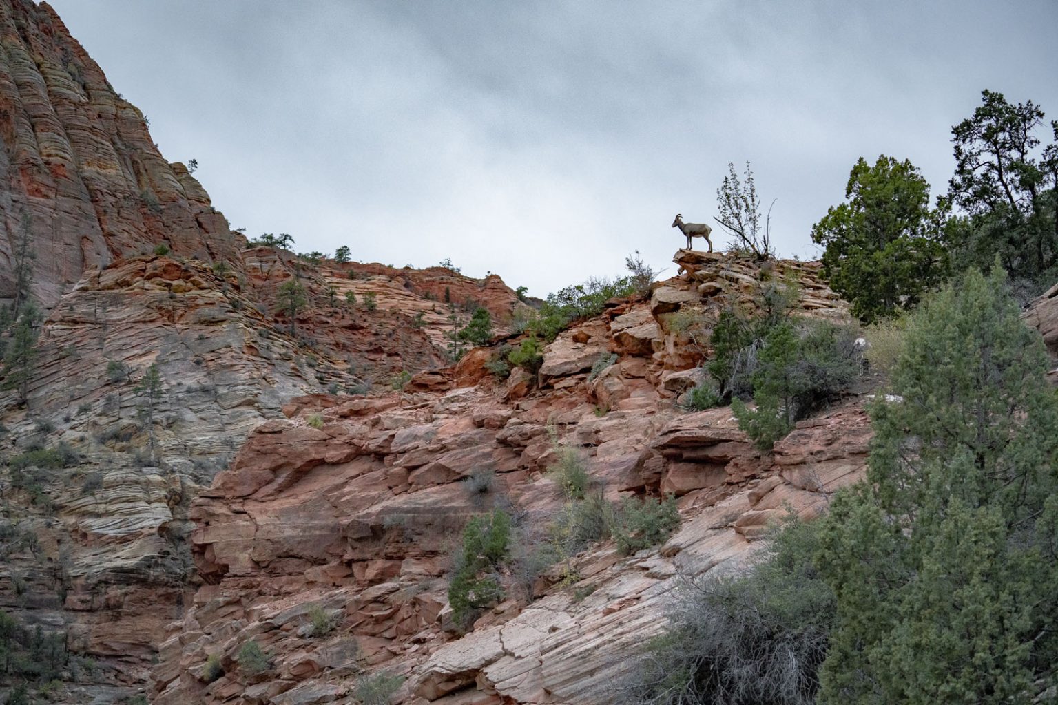 12 FANTASTIC Facts About Zion National Park