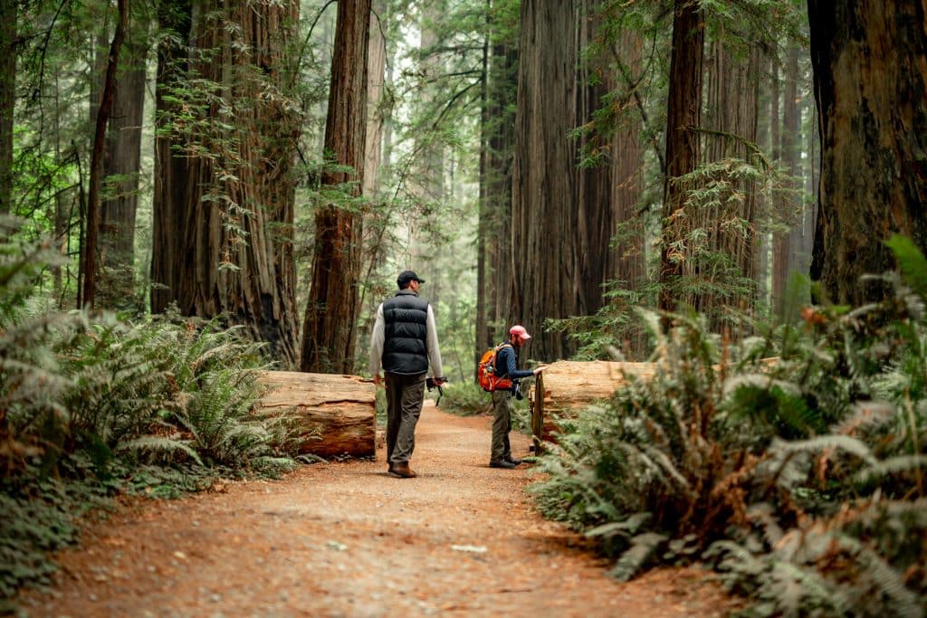 12 FASCINATING Facts About Redwood National Park to Know