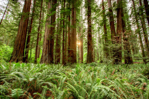 REDWOOD NATIONAL PARK (Northern California, U.S.)