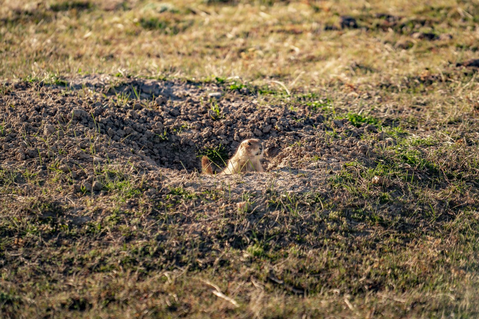15 EPIC Things to Do in Wind Cave National Park (+ Itinerary)