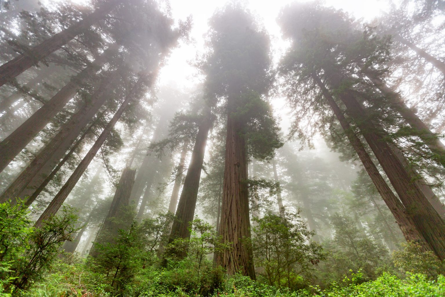 20 (BREATHTAKING) Redwood National Park Photos + Video