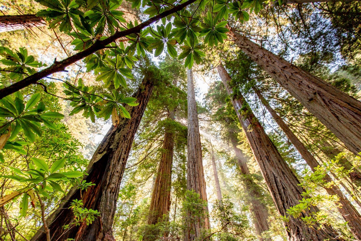 The Best Maps of Redwood National Park (Updated 2022)