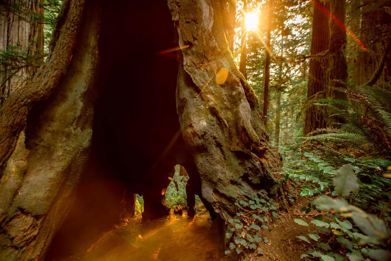 Visiting Lady Bird Johnson Grove | Redwood National Park (Helpful Guide)