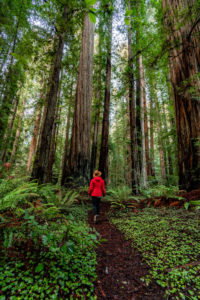 Stout Grove in Redwood National Park