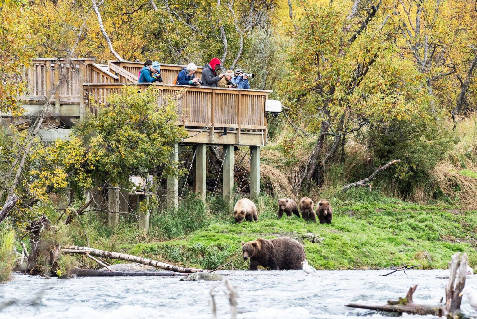 11 FASCINATING Facts About Katmai National Park & Preserve