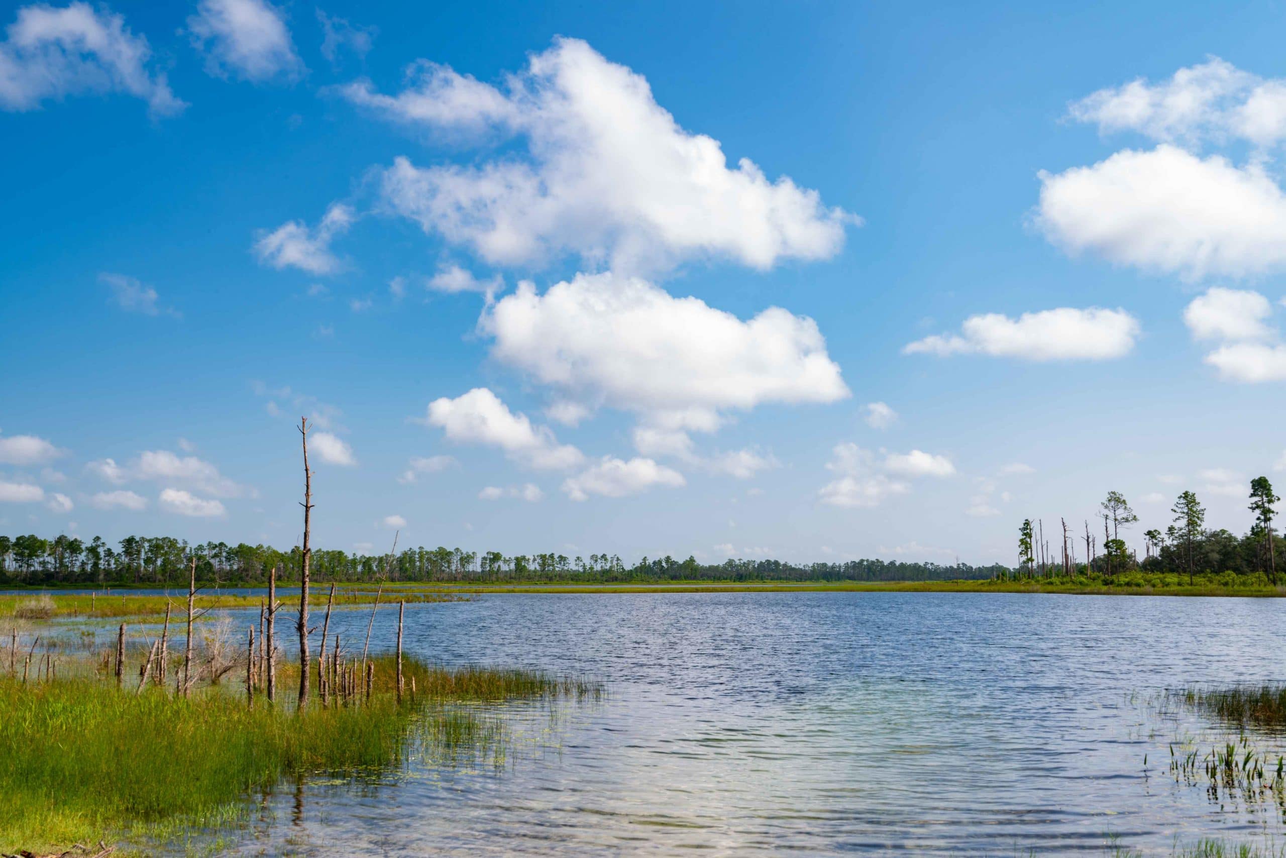 OCALA NATIONAL FOREST: An (Epic) Guide to Florida's Hidden Gem