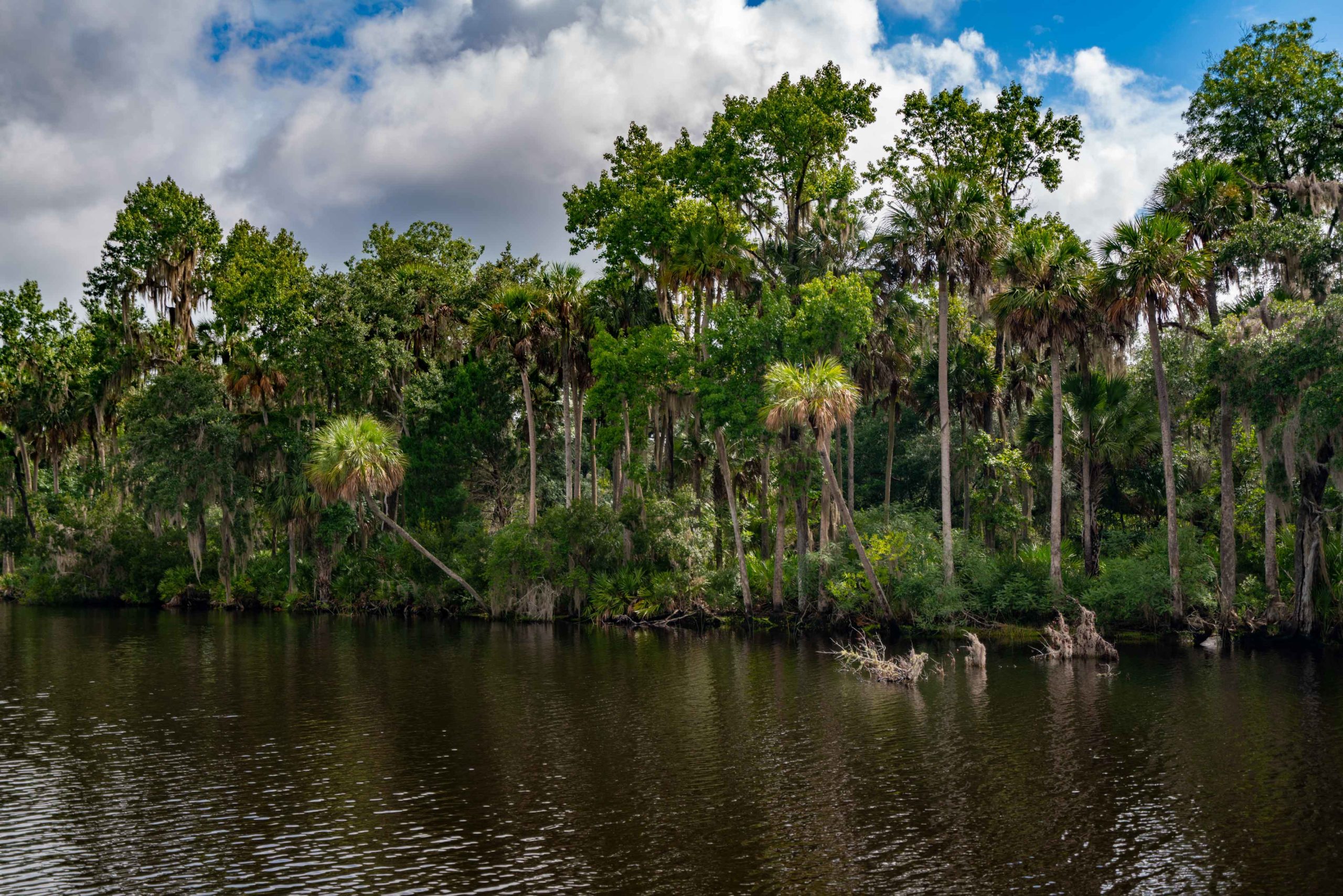 OCALA NATIONAL FOREST: An (Epic) Guide to Florida's Hidden Gem