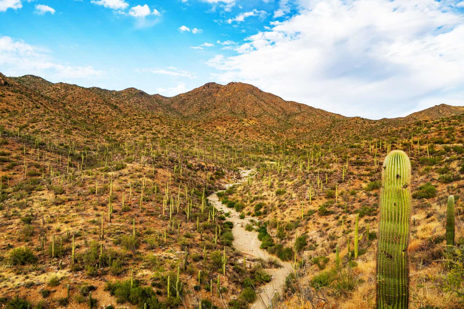 15 AMAZING Things to Do in SAGUARO National Park (+ Photos)
