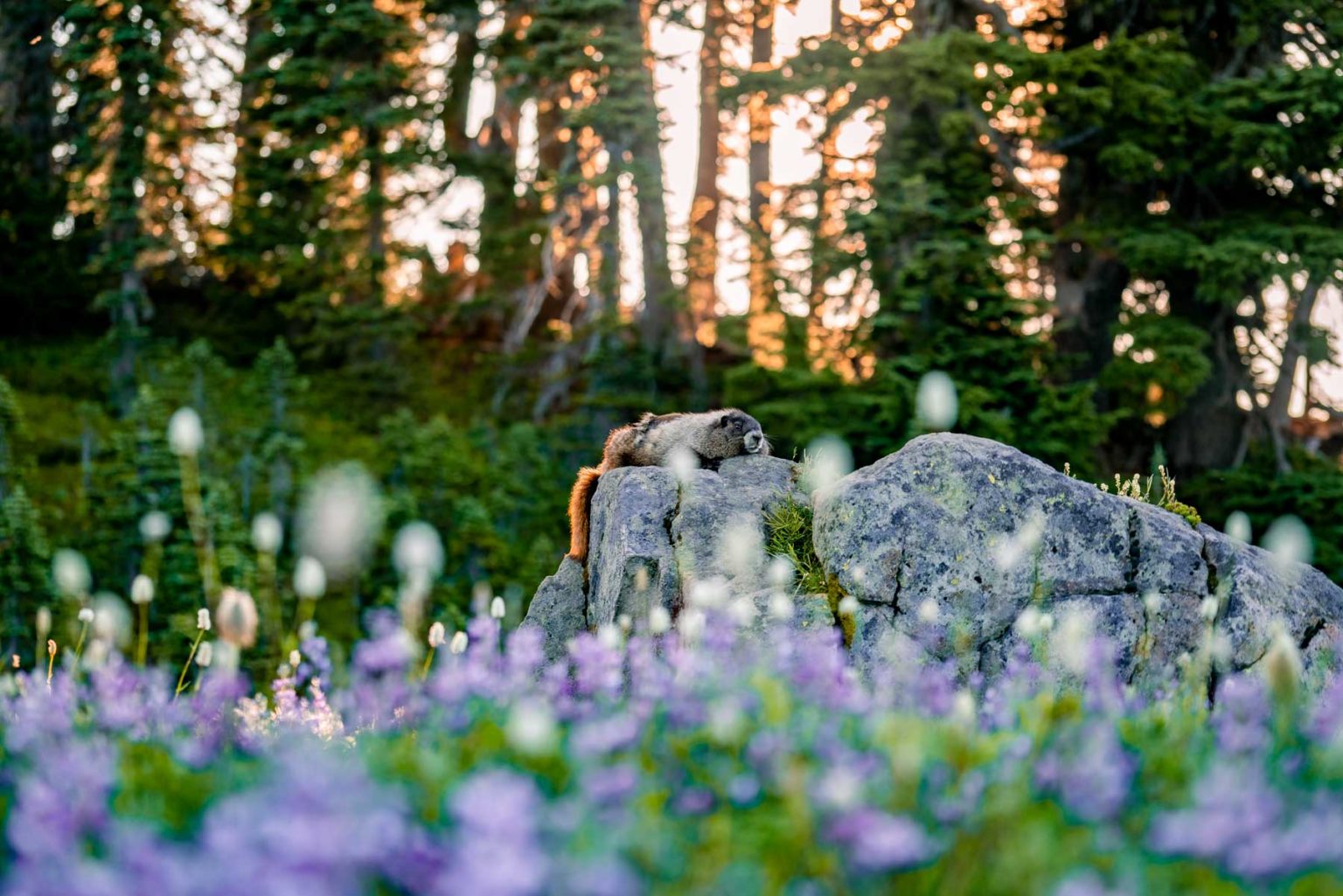10 AMAZING Mount Rainier Facts (Interesting Trivia + Quick Facts)