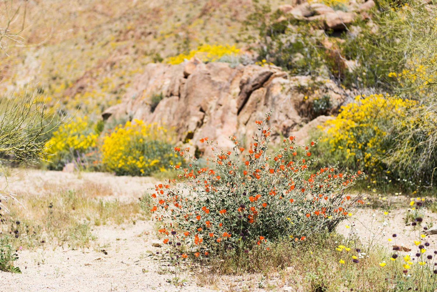 25 EPIC Things to Do in Joshua Tree National Park (Helpful Guide)