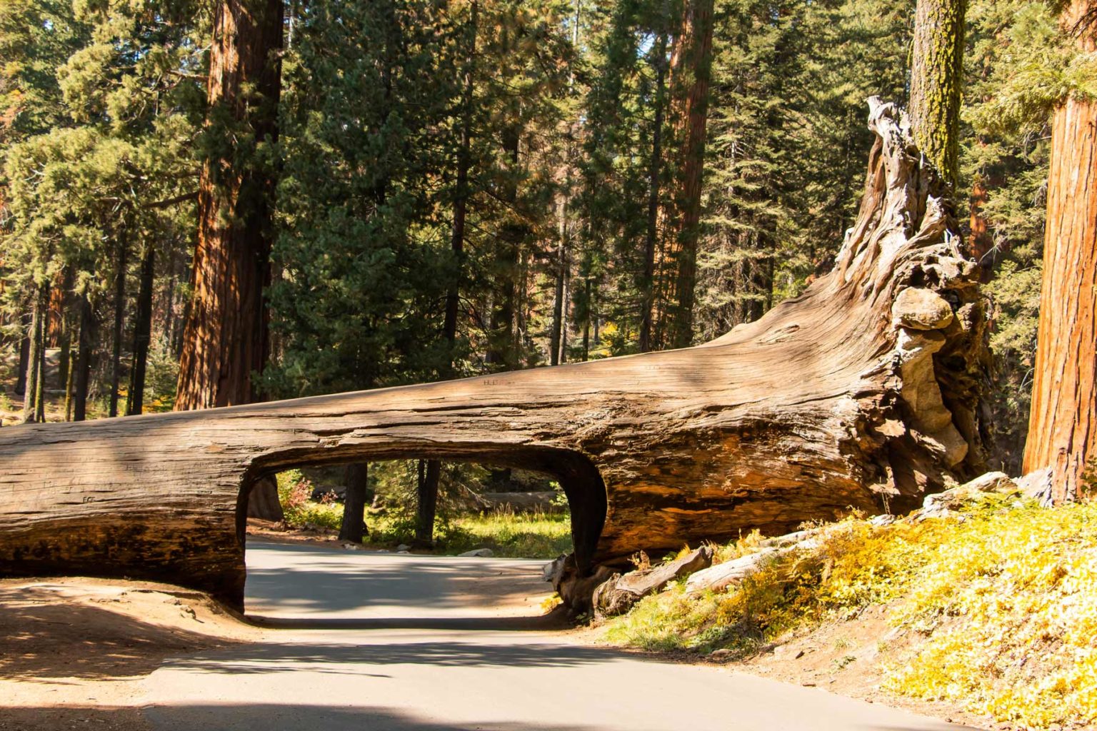 17 EPIC Things to Do in Sequoia National Park (Helpful Guide)