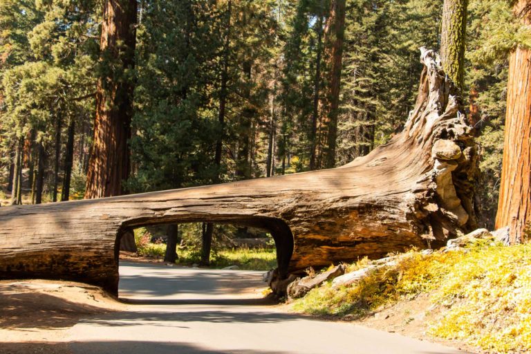 17 EPIC Things to Do in Sequoia National Park (Helpful Guide)