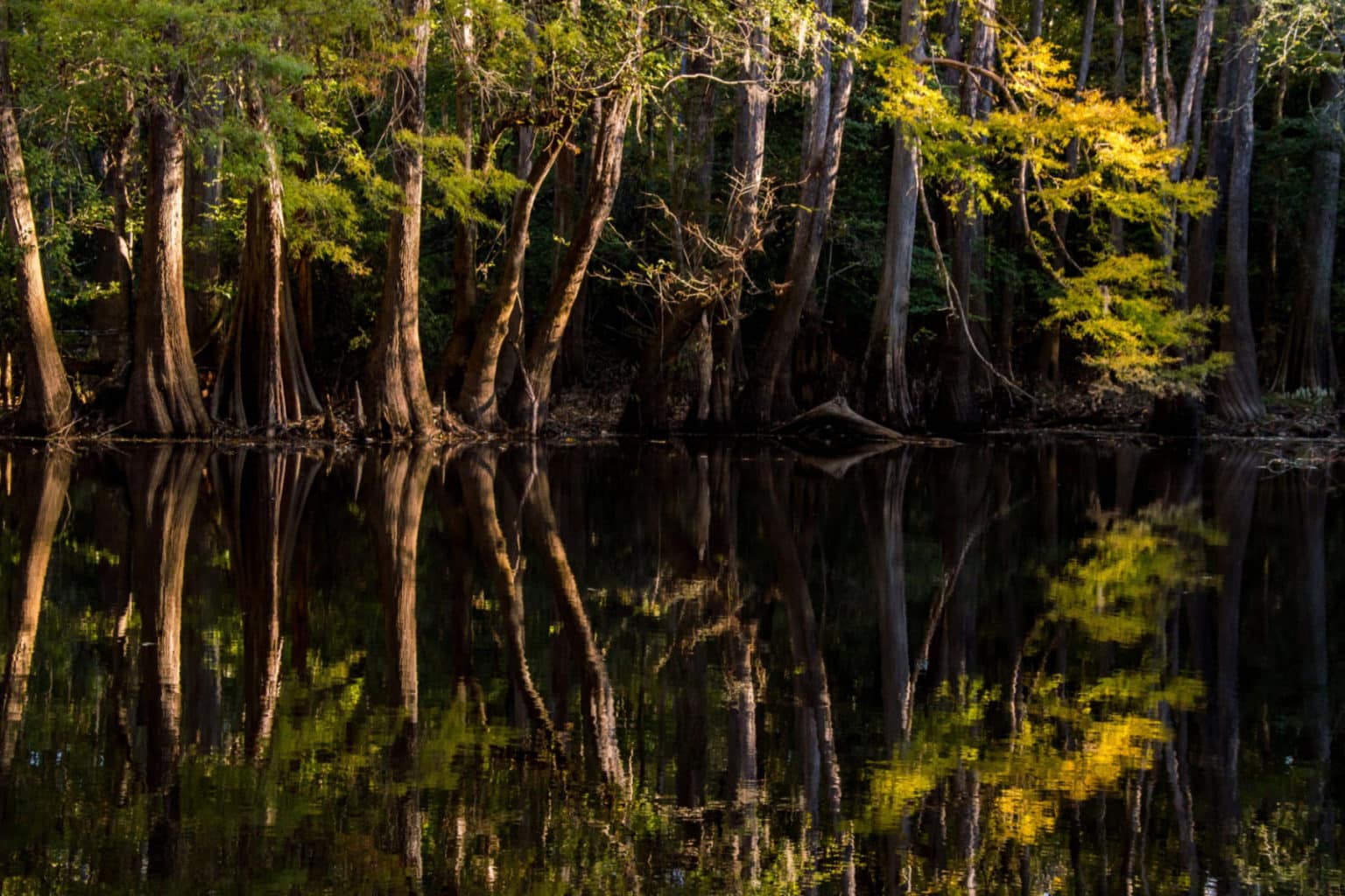 10 SURPRISING Congaree National Park Facts (Photos + Guide)