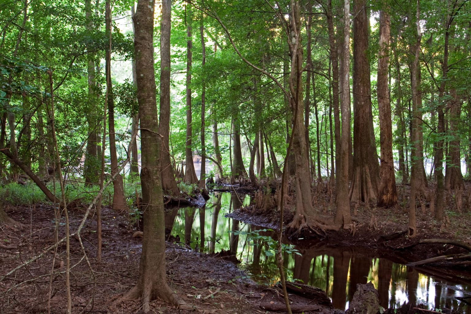 15 EPIC Things to Do at Congaree National Park (+ Photos)