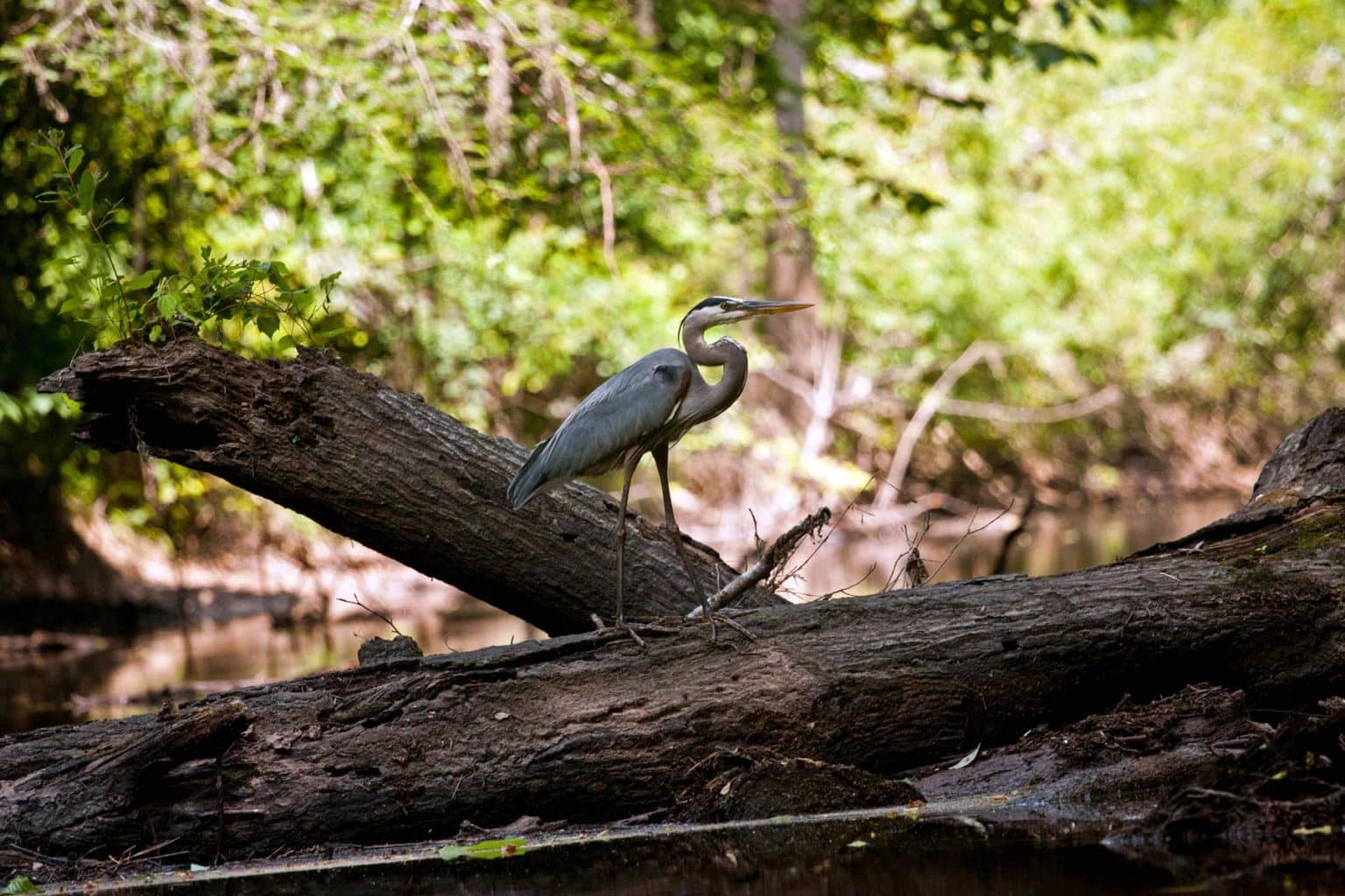 15 EPIC Things to Do at Congaree National Park (+ Photos)