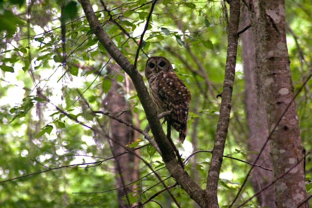 15 EPIC Things to Do at Congaree National Park (+ Photos)