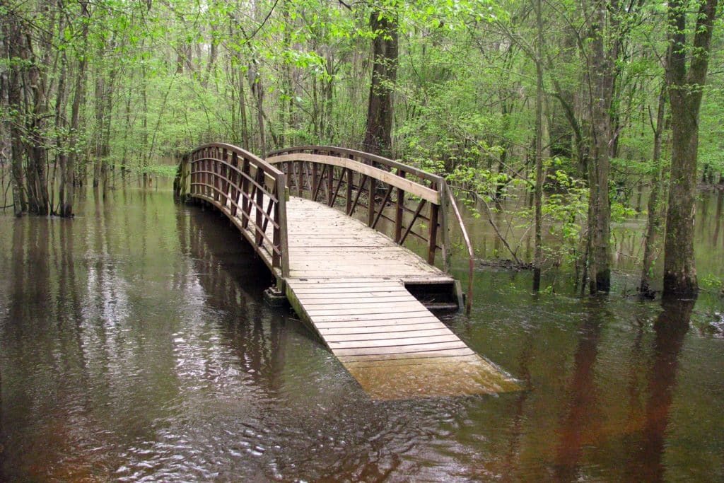 10 SURPRISING Congaree National Park Facts (Photos + Guide)