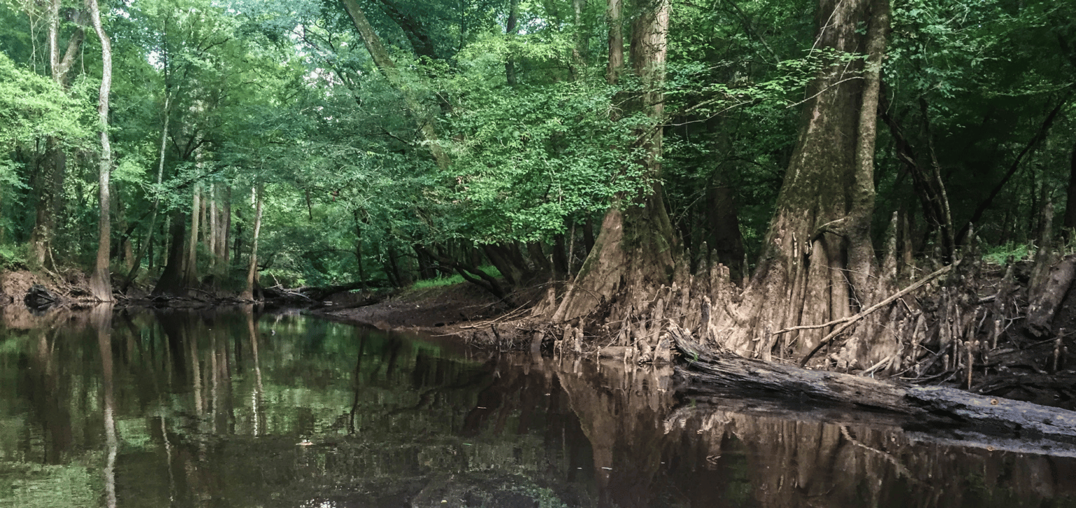 10 SURPRISING Congaree National Park Facts (Photos + Guide)