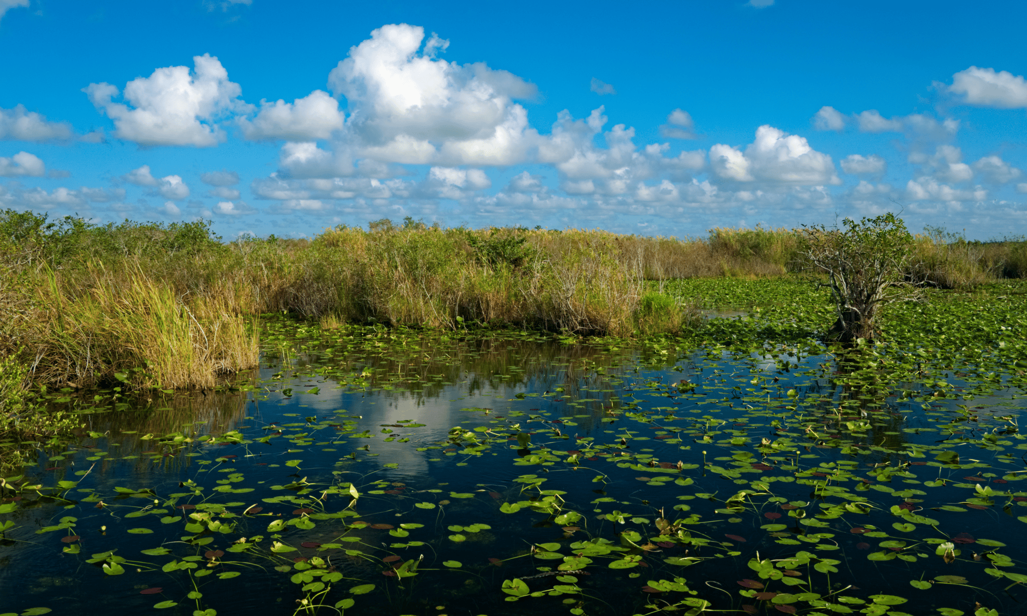 11 SURPRISING Everglades National Park Facts (Facts + Trivia)