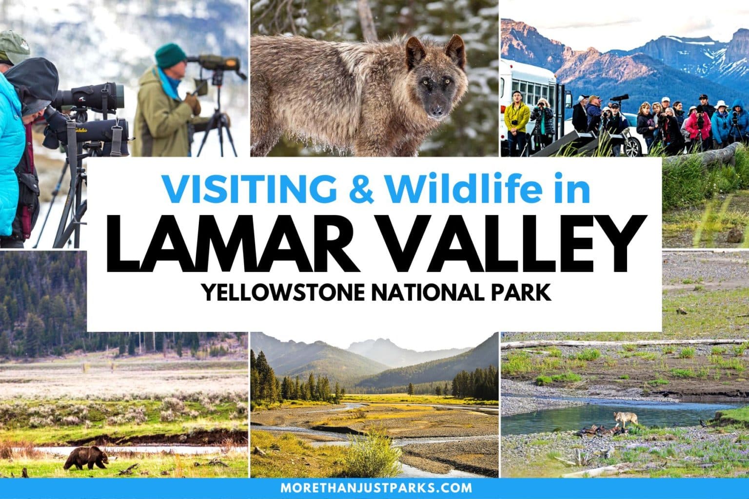 LAMAR VALLEY: A Trip to Yellowstone's Best Wildlife Viewing Spot