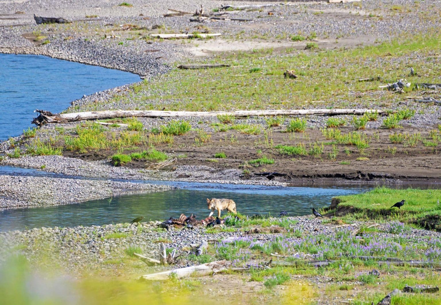 LAMAR VALLEY: A Trip to Yellowstone's Best Wildlife Viewing Spot