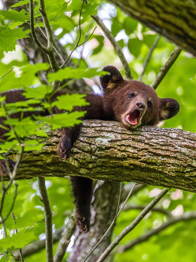 The ULTIMATE Fat Bear Week Guide (Photos + FAQs)