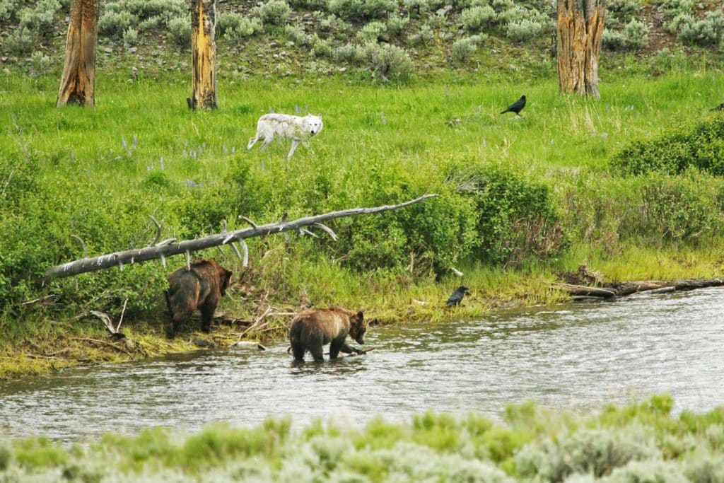LAMAR VALLEY: A Trip to Yellowstone's Best Wildlife Viewing Spot
