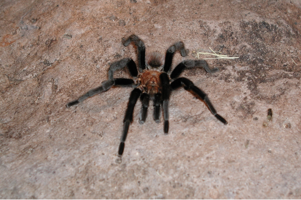 15 BEST Hikes in Big Bend National Park (A Very Helpful Guide)