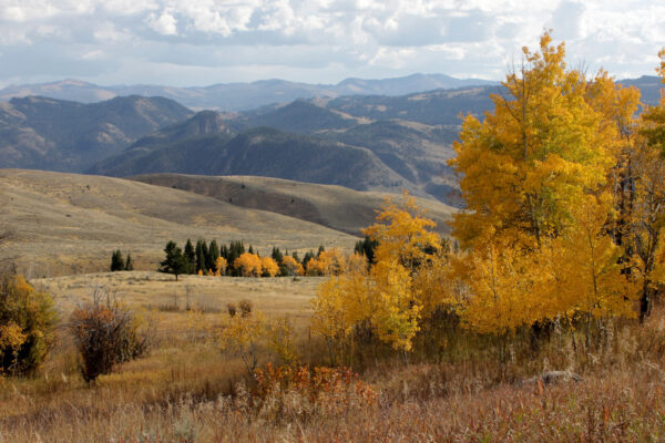 ULTIMATE Yellowstone in the Fall Guide (By Month + Photos )