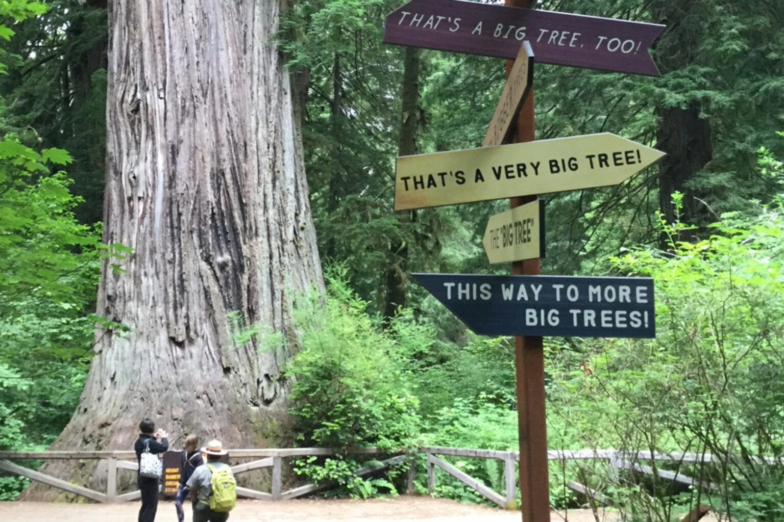 15 BEST Hikes in Redwood National Park (Honest Trail Guide)