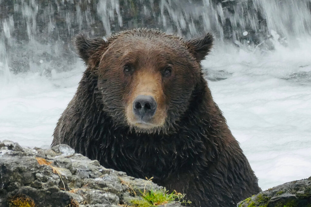 The ULTIMATE Fat Bear Week Guide (Photos + FAQs)