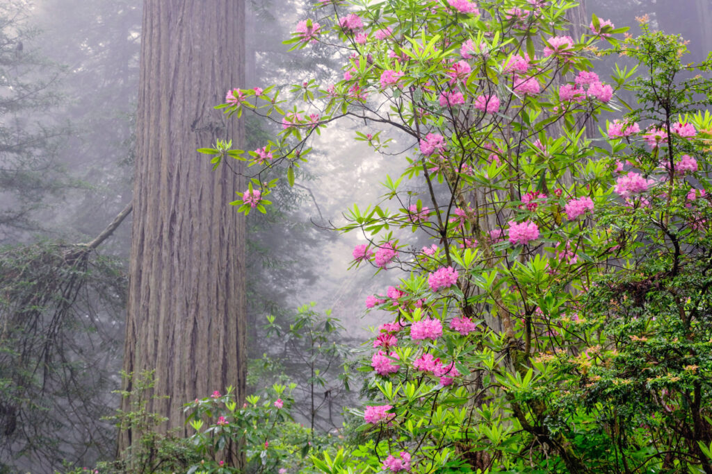 15 BEST Hikes in Redwood National Park (Honest Trail Guide)