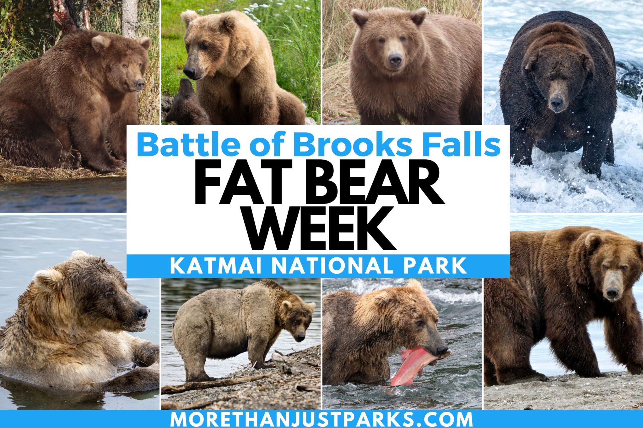 The ULTIMATE Fat Bear Week Guide (Photos + FAQs)