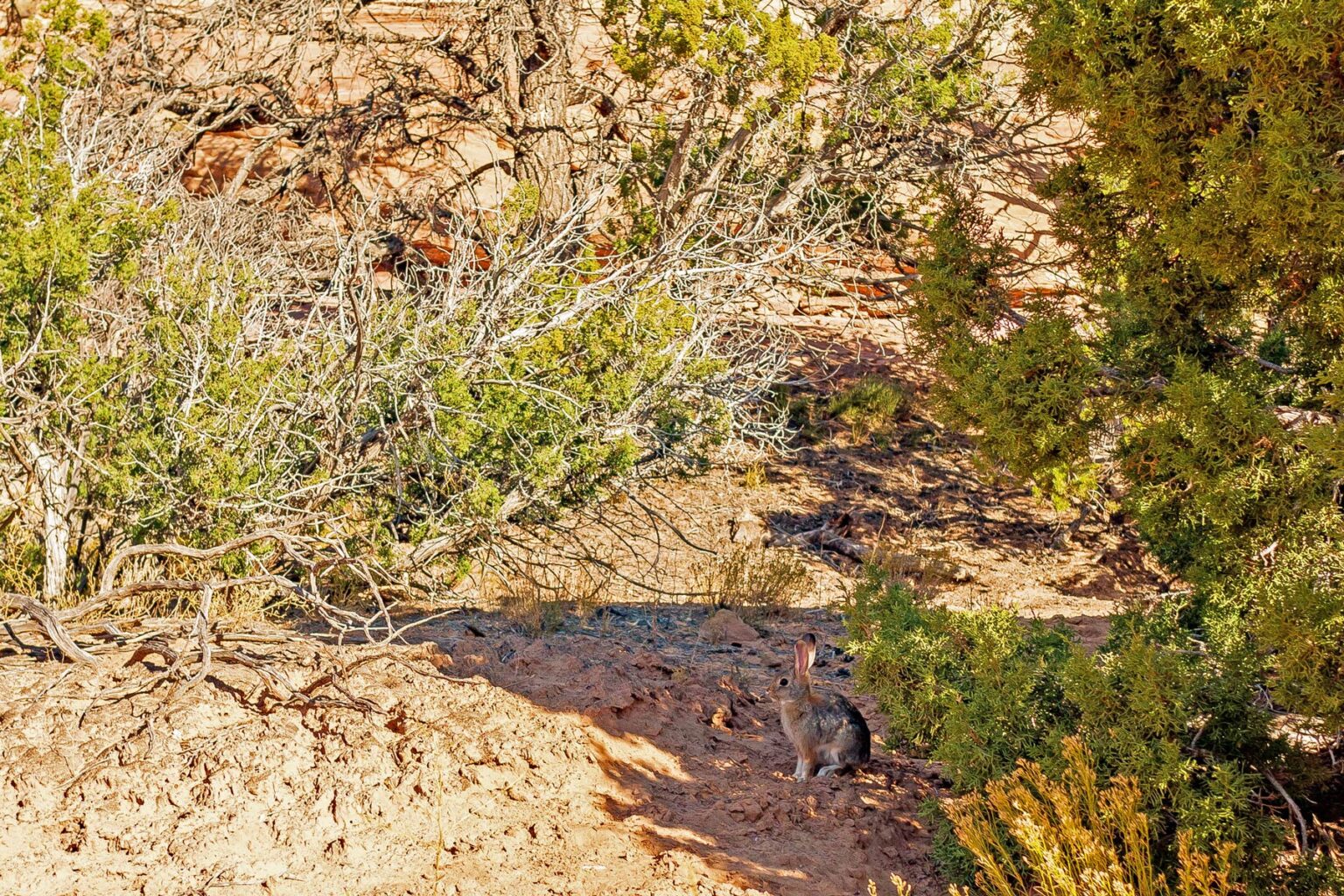 14 AMAZING Facts About Canyonlands National Park