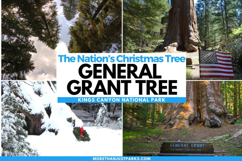 TRUE STORY: The General Grant Tree IS the Nation's Xmas Tree!