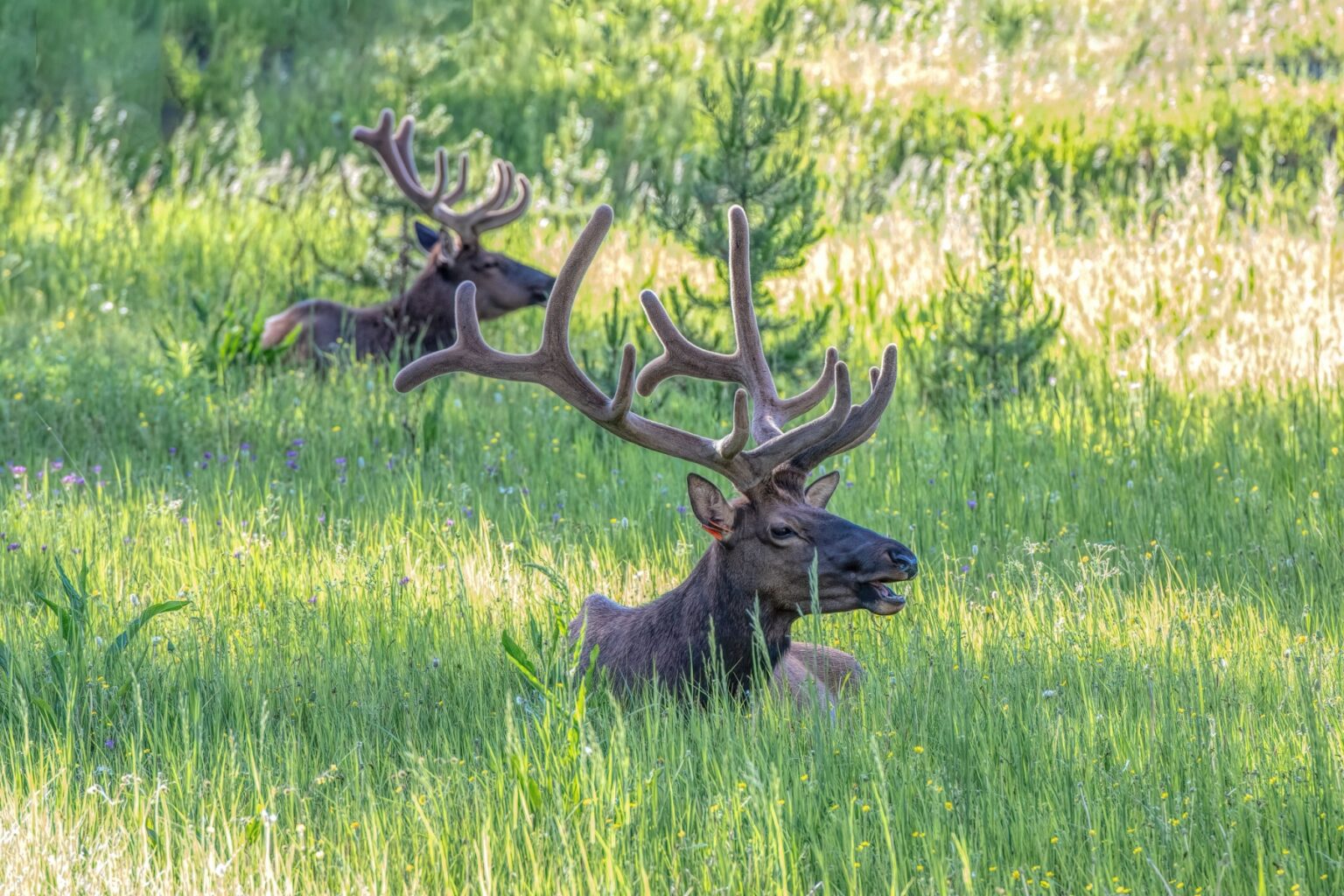 Yes, Yellowstone is AWESOME in September (Planning Guide)